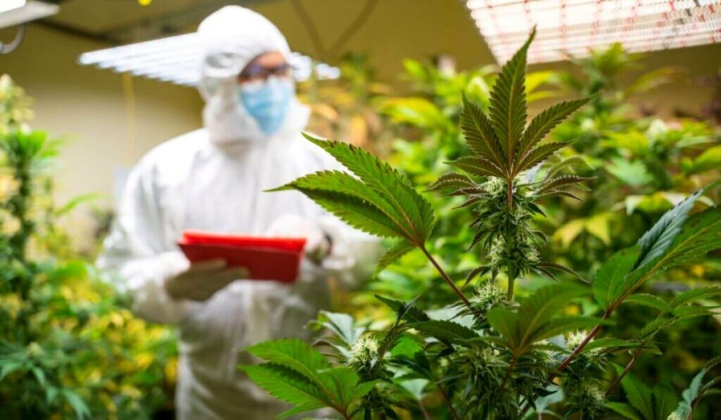 What Is The Best CBD Strain For Pain: Select From The Top Rated 5